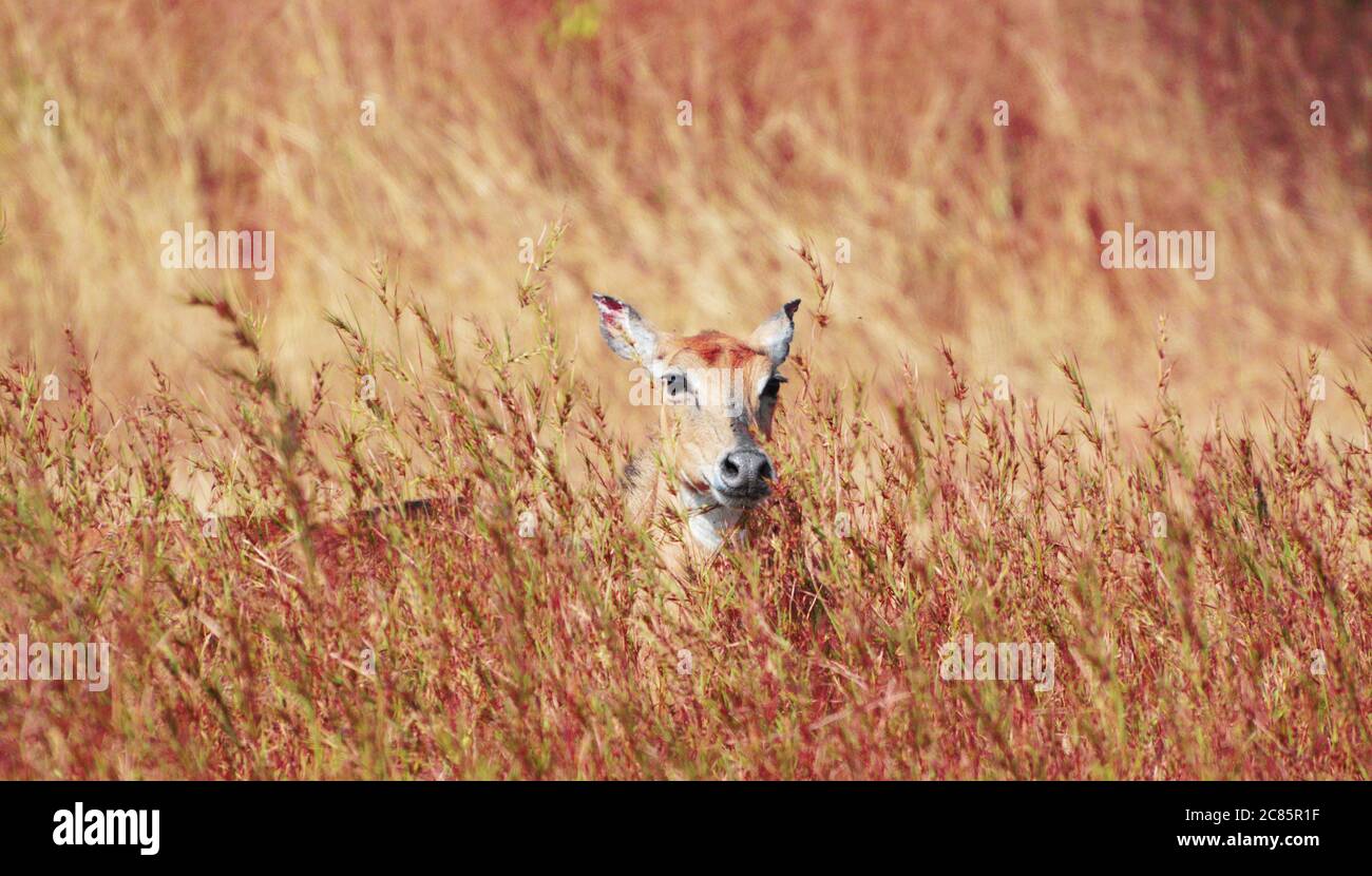 Indian neelgai hi-res stock photography and images - Alamy
