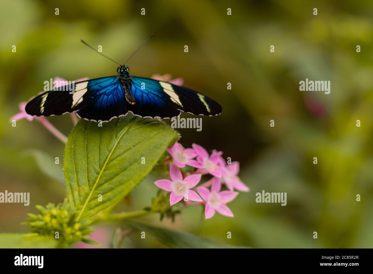 Linda mariposa hi-res stock photography and images - Alamy