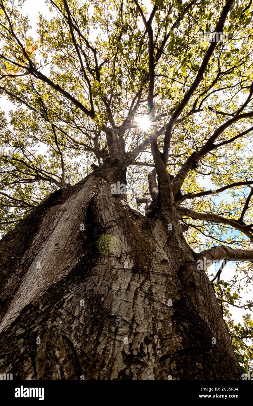 Vertical low angle shot of a tree with a sun shining through the ...