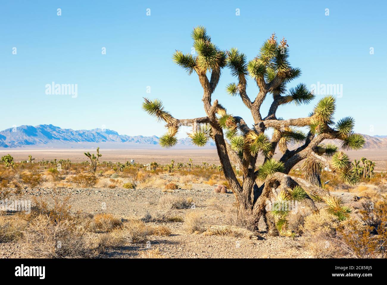 Big Joshua Tree in the Mojave Deserte, California, United States Stock ...