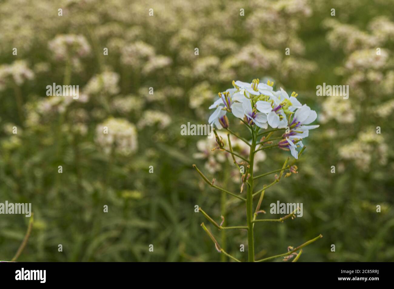 Cuckoo flower leaf hi-res stock photography and images - Alamy
