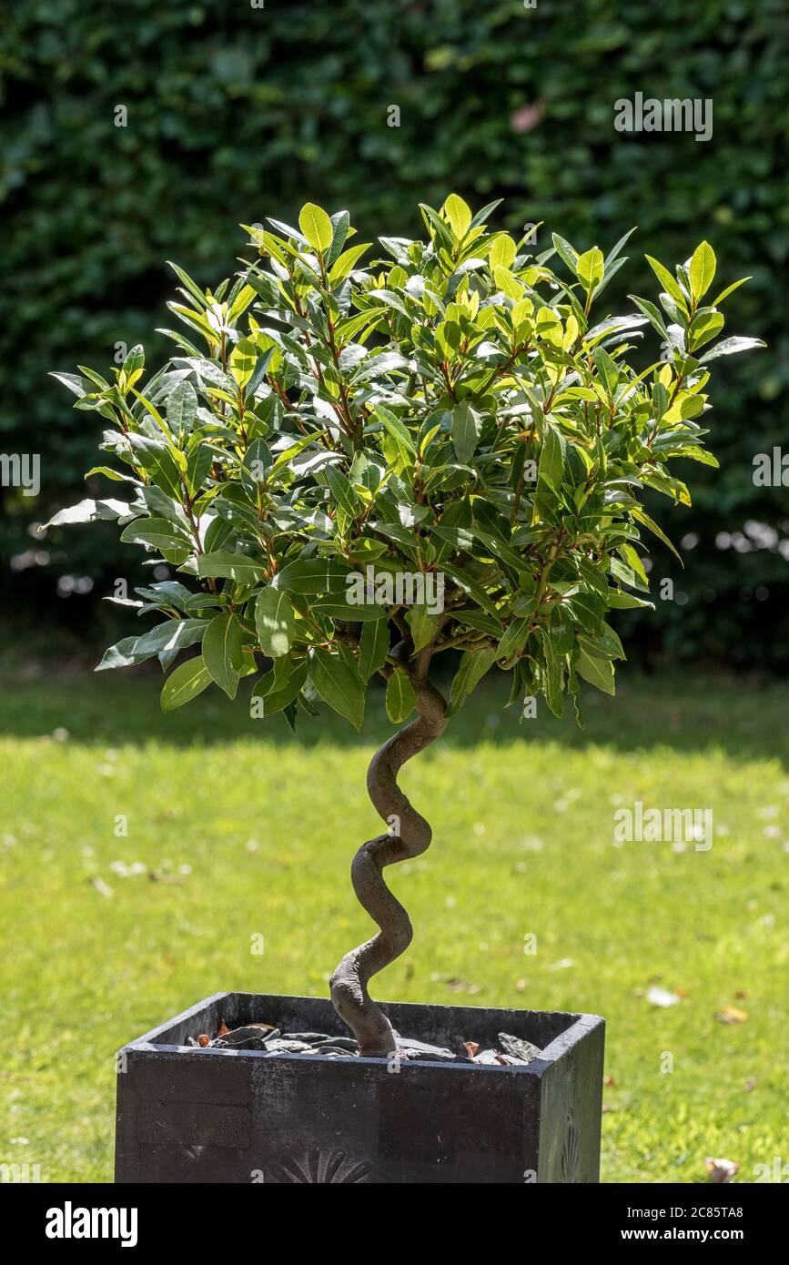 Twisted Tree Trunk Bay