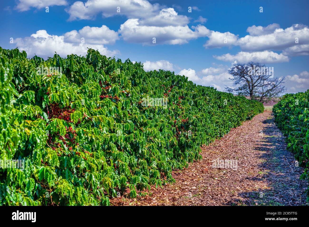 coffee fruit in coffee farm and plantations in Brazil Stock Photo - Alamy