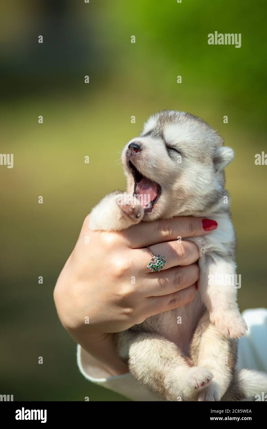 Anchorage Husky Puppies