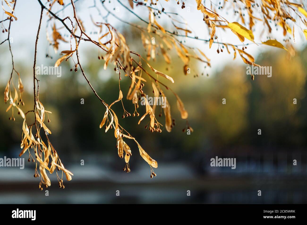 Yellow branches of Linden tree in autumn. Yellow color. A deciduous ...