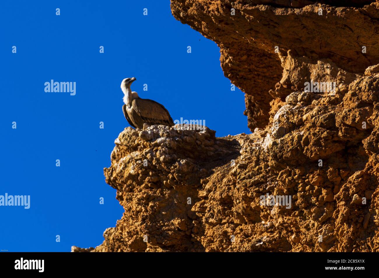 Brown condor sitting on a rock Stock Photo - Alamy