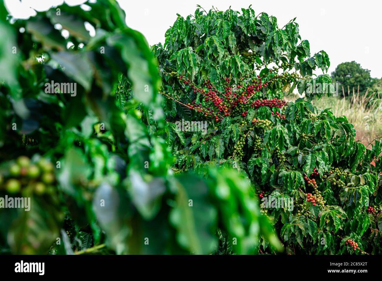 Coffee beans on a branch of tree.Red and green arabica coffee beans ...
