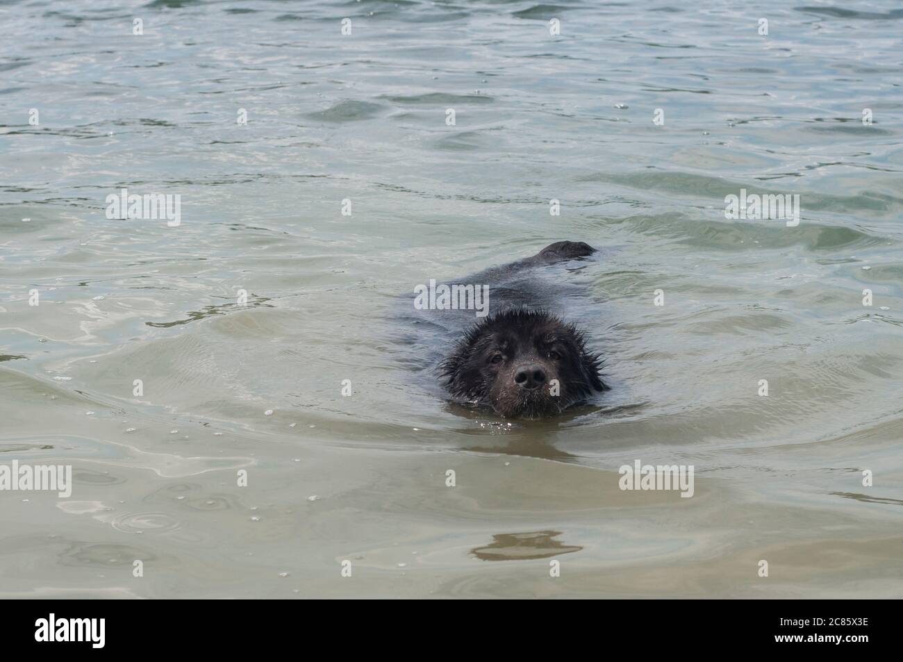 Rescue dog newfoundland swimming hi-res stock photography and images ...