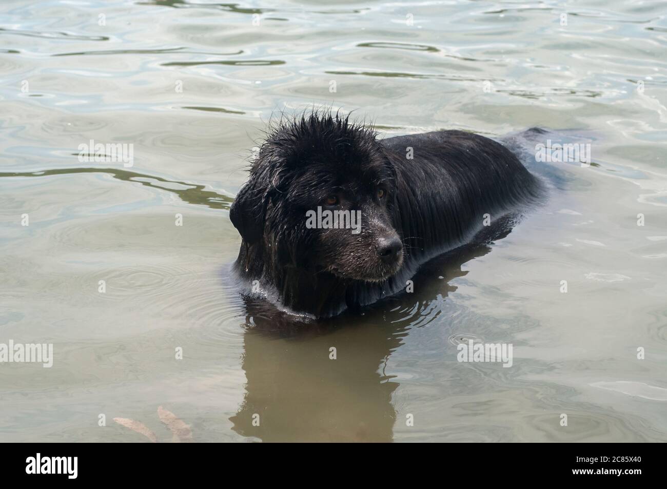 Rescue dog newfoundland swimming hi-res stock photography and images ...