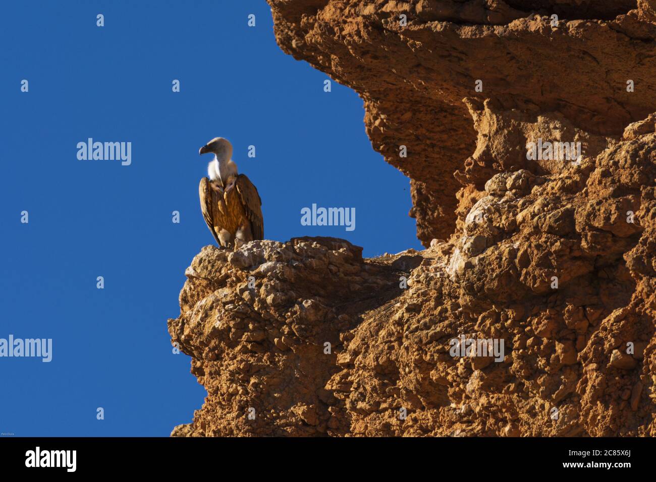 Condor sitting hi-res stock photography and images - Alamy