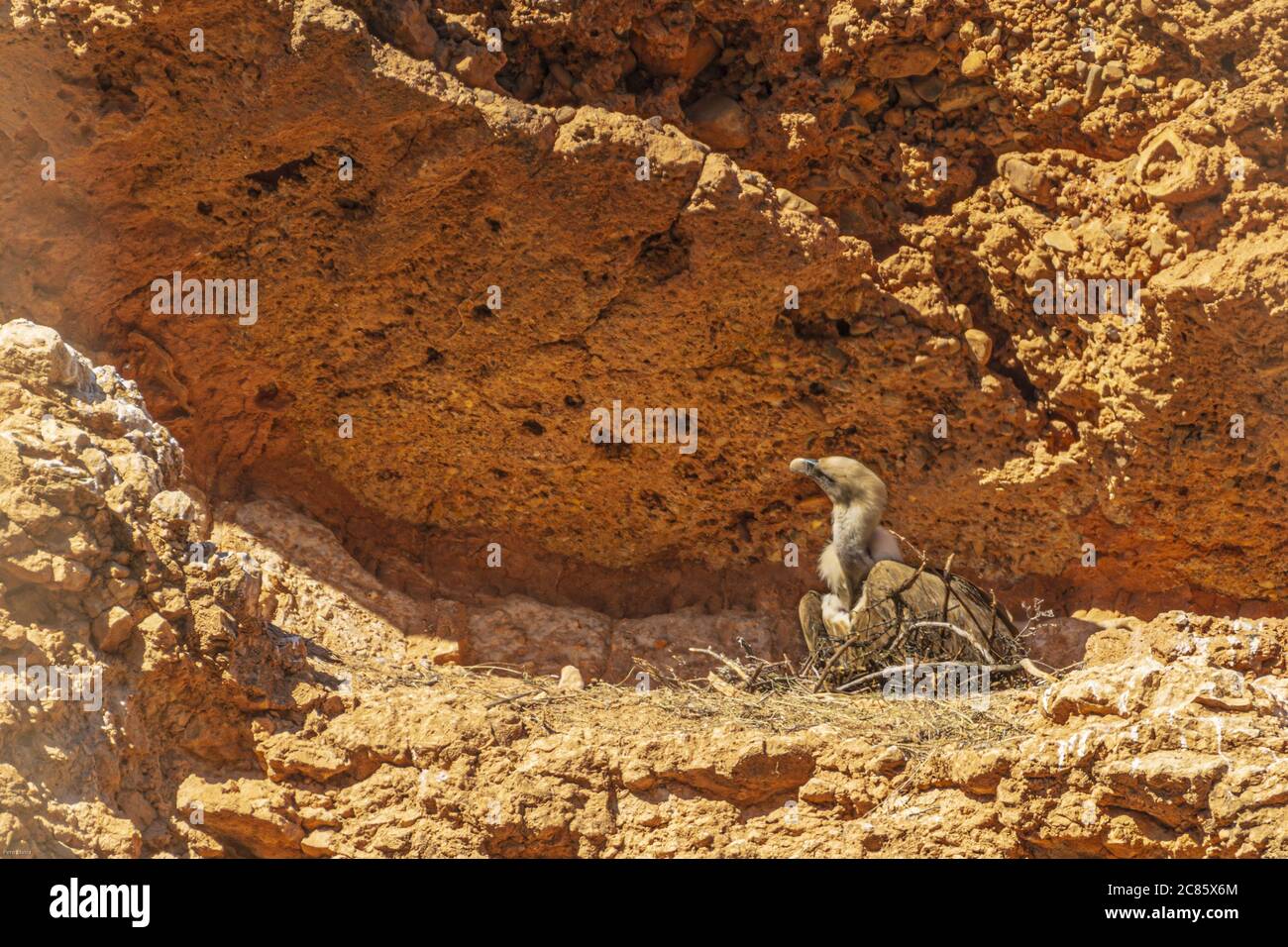 Brown condor sitting on a rock Stock Photo - Alamy