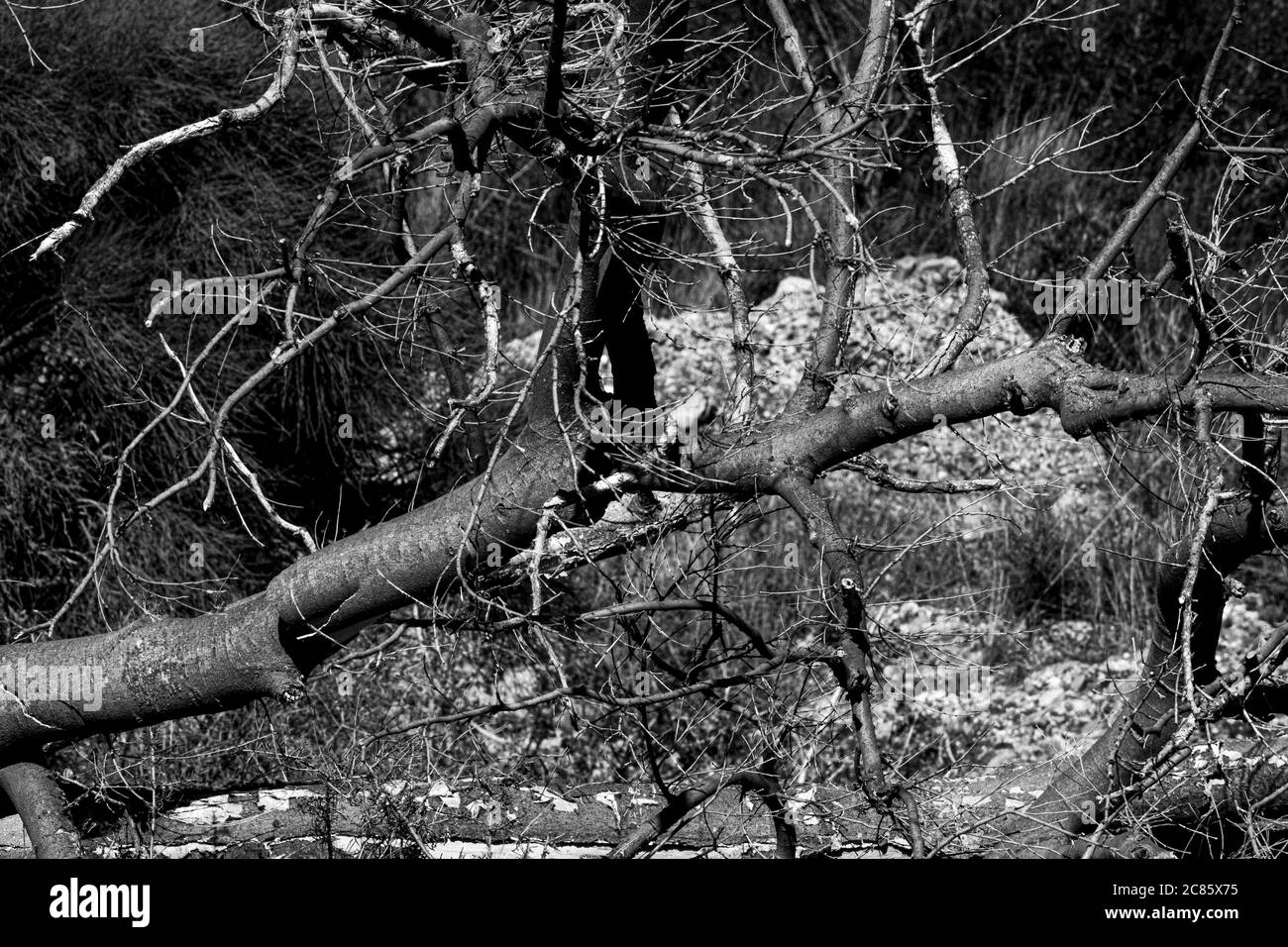 Grayscale shot of tree branches Stock Photo - Alamy