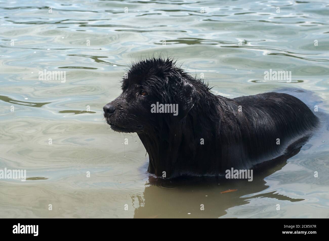 Rescue dog newfoundland swimming hi-res stock photography and images ...