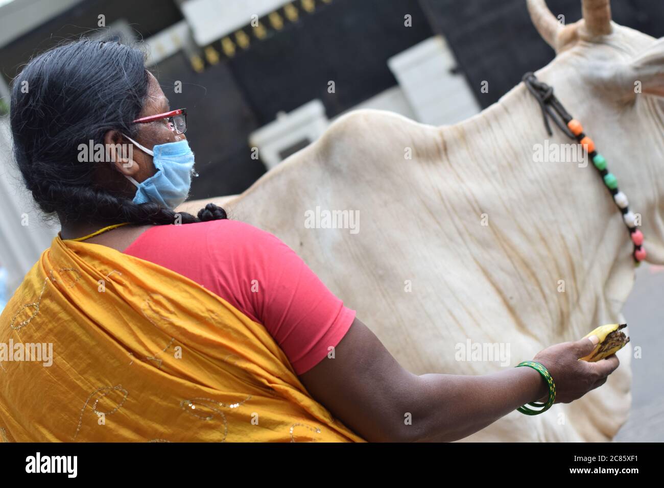 Hyderabad, Telangana, India. july-20-2020: indian woman is feeding ...