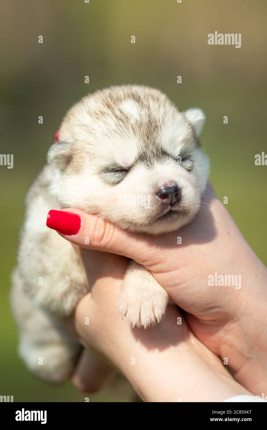Woman holds black, white and orange colored Siberian Husky puppy in her ...