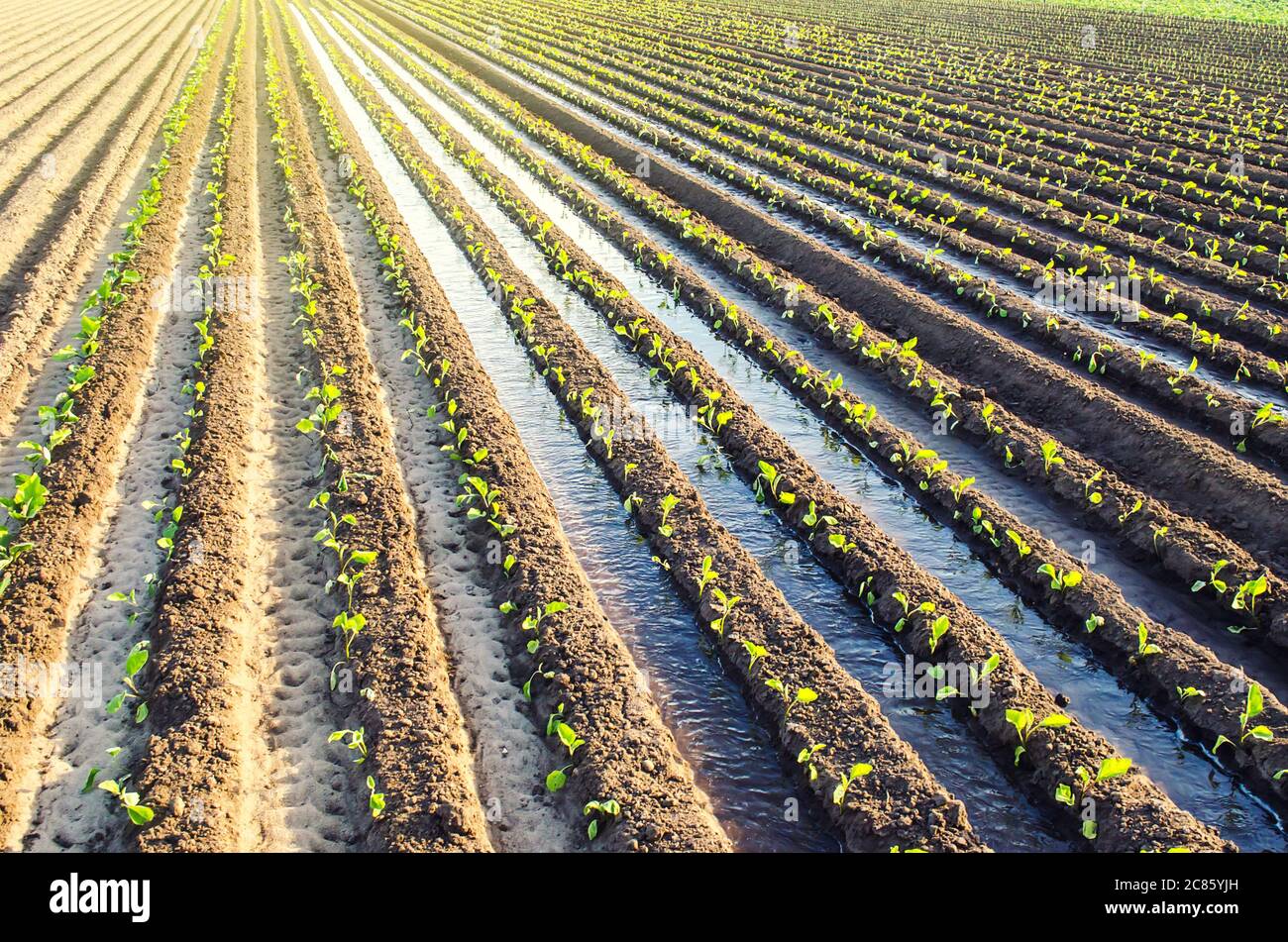 Caring plants watering small seedlings hi-res stock photography and ...