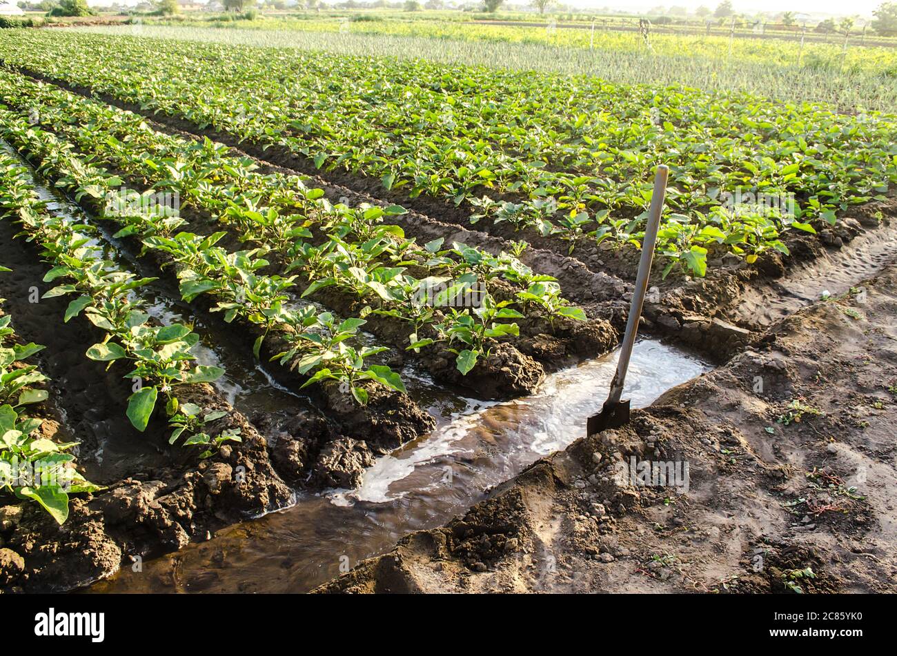 Watering the plantation of young eggplant seedlings through irrigation ...