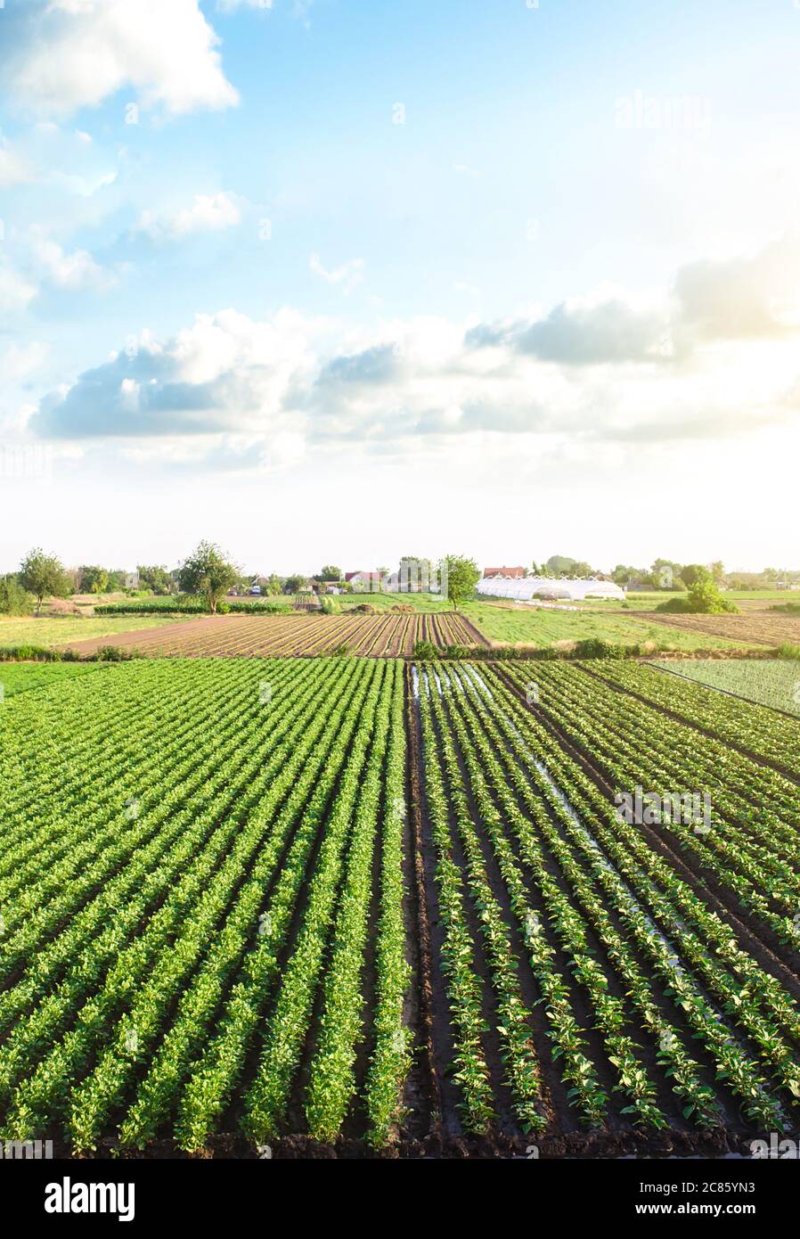 Plantation landscape of green potato bushes. Agroindustry and ...
