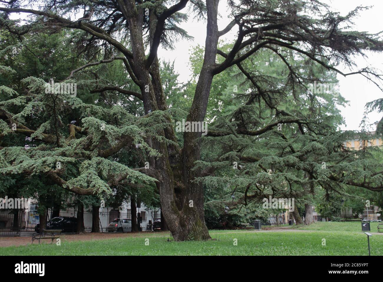 a huge century-old pine tree in a city park Stock Photo - Alamy