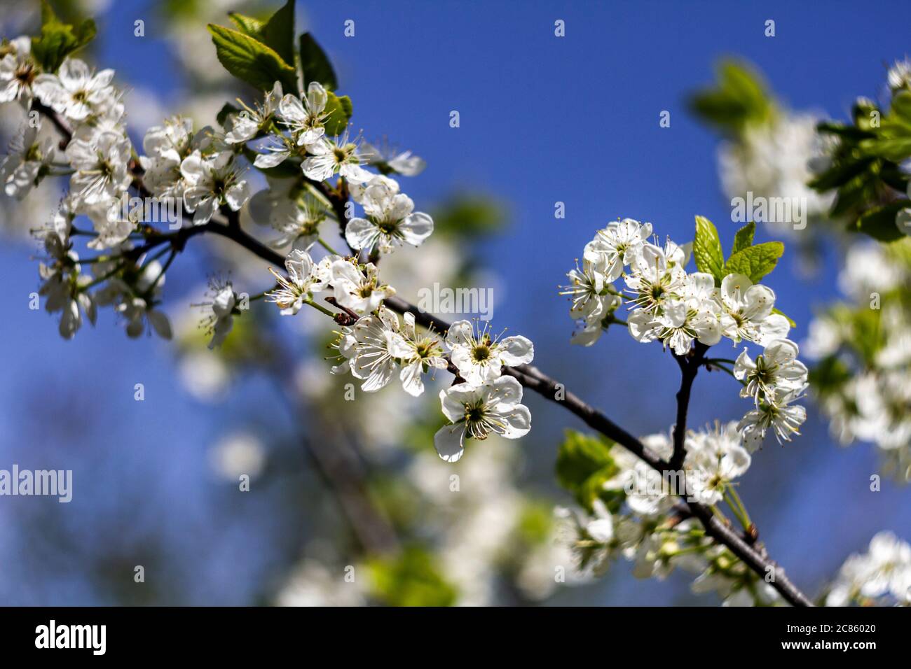 Beautiful spring blossoming plum tree with low dof Stock Photo - Alamy