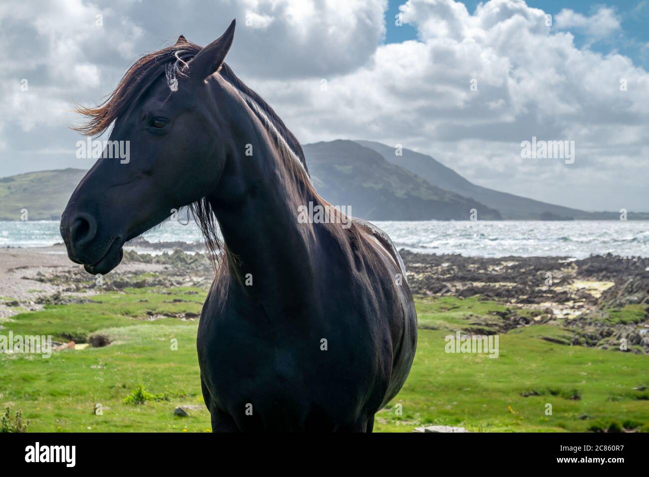 Irish Countryside view with black horse in County Donegal Stock Photo ...