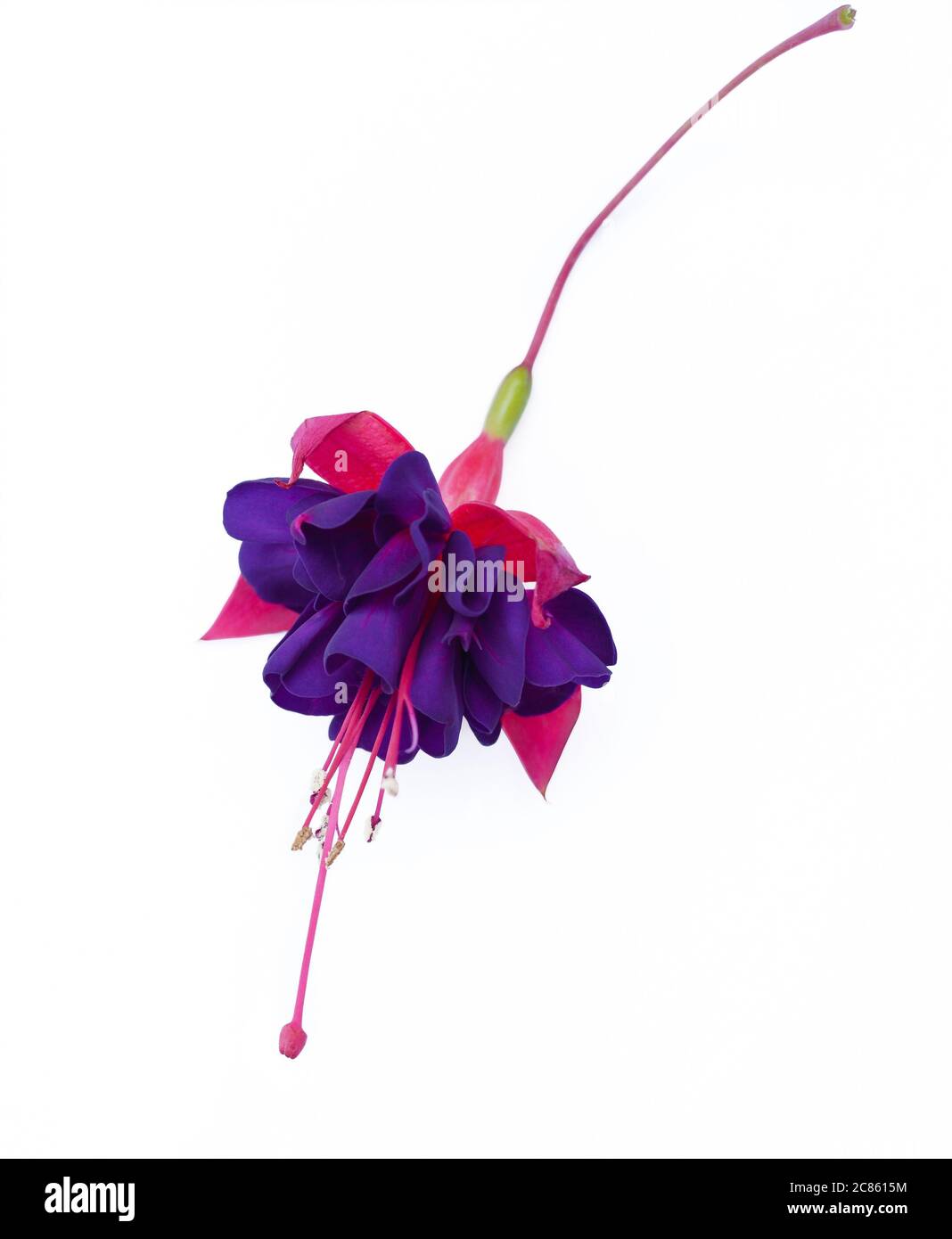 purple Fuchsia flower isolated on white background side view Stock ...