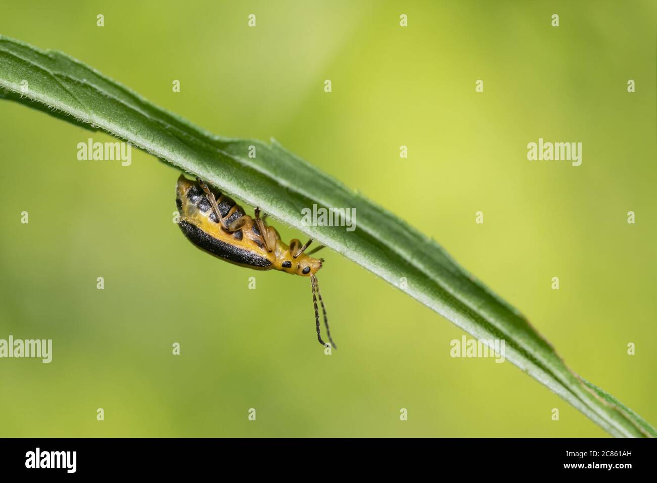 Skeletonizing leaf beetle hi-res stock photography and images - Alamy