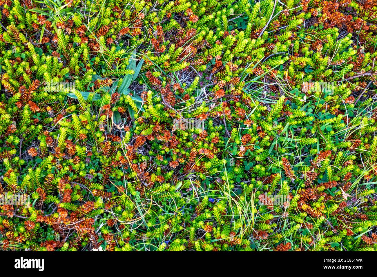 Natural lichened ground texture in Ireland Stock Photo - Alamy