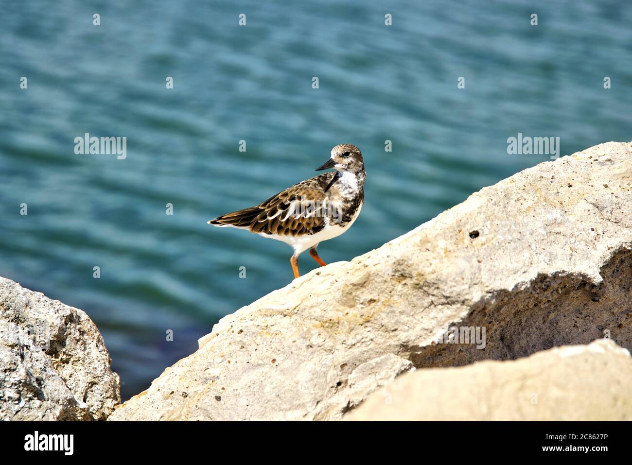 Bird fauna avian wader beach ornithology wildlife natural nature hi-res ...