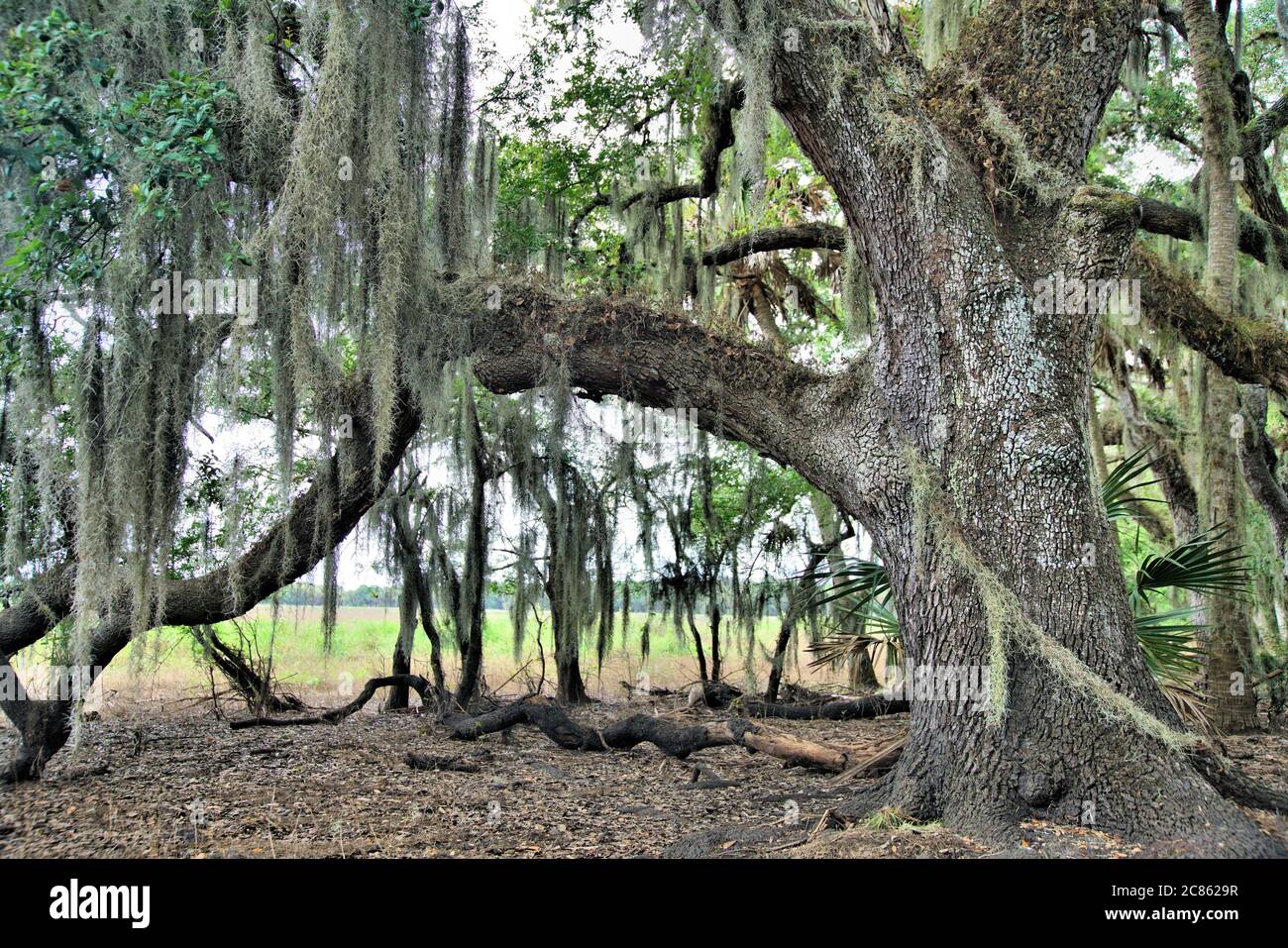 Lovely Spanish moss hanging from a stately live oak tree in Florida ...