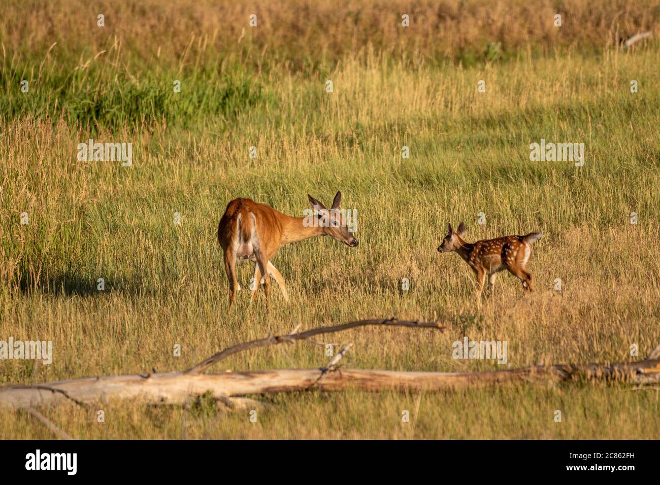 Whitetail Deer Doe and Fawn Stock Photo - Alamy