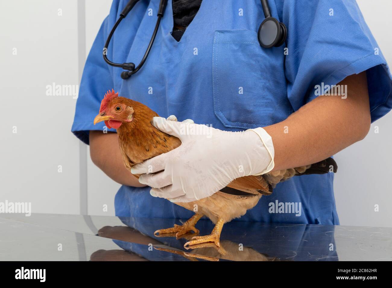 Veterinary doctor examining a mini chicken Stock Photo - Alamy