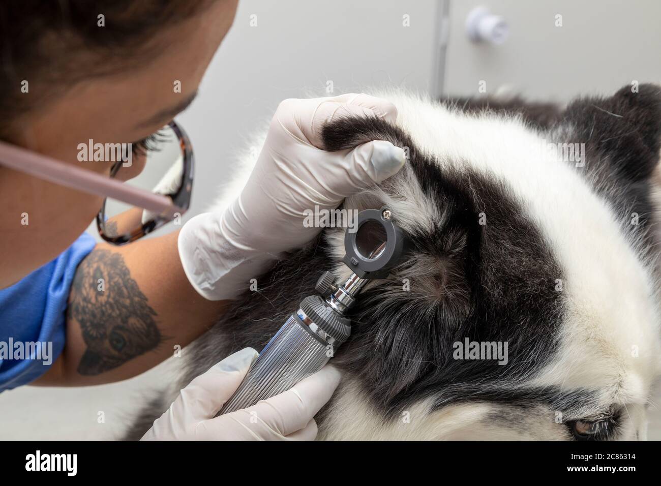 Veterinarian examining dog's ear Stock Photo - Alamy
