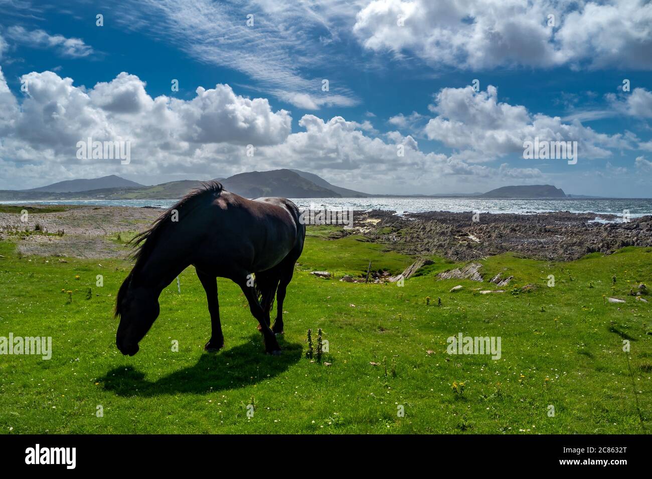 Irish Countryside view with black horse in County Donegal Stock Photo ...