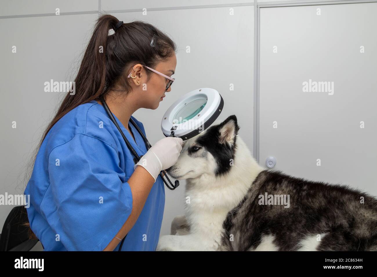 Veterinarian using braces to examine dog skin Stock Photo - Alamy