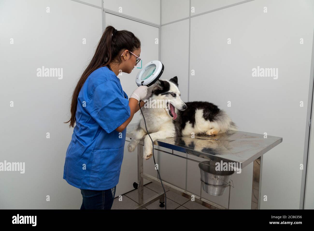 Veterinarian using braces to examine dog skin Stock Photo - Alamy