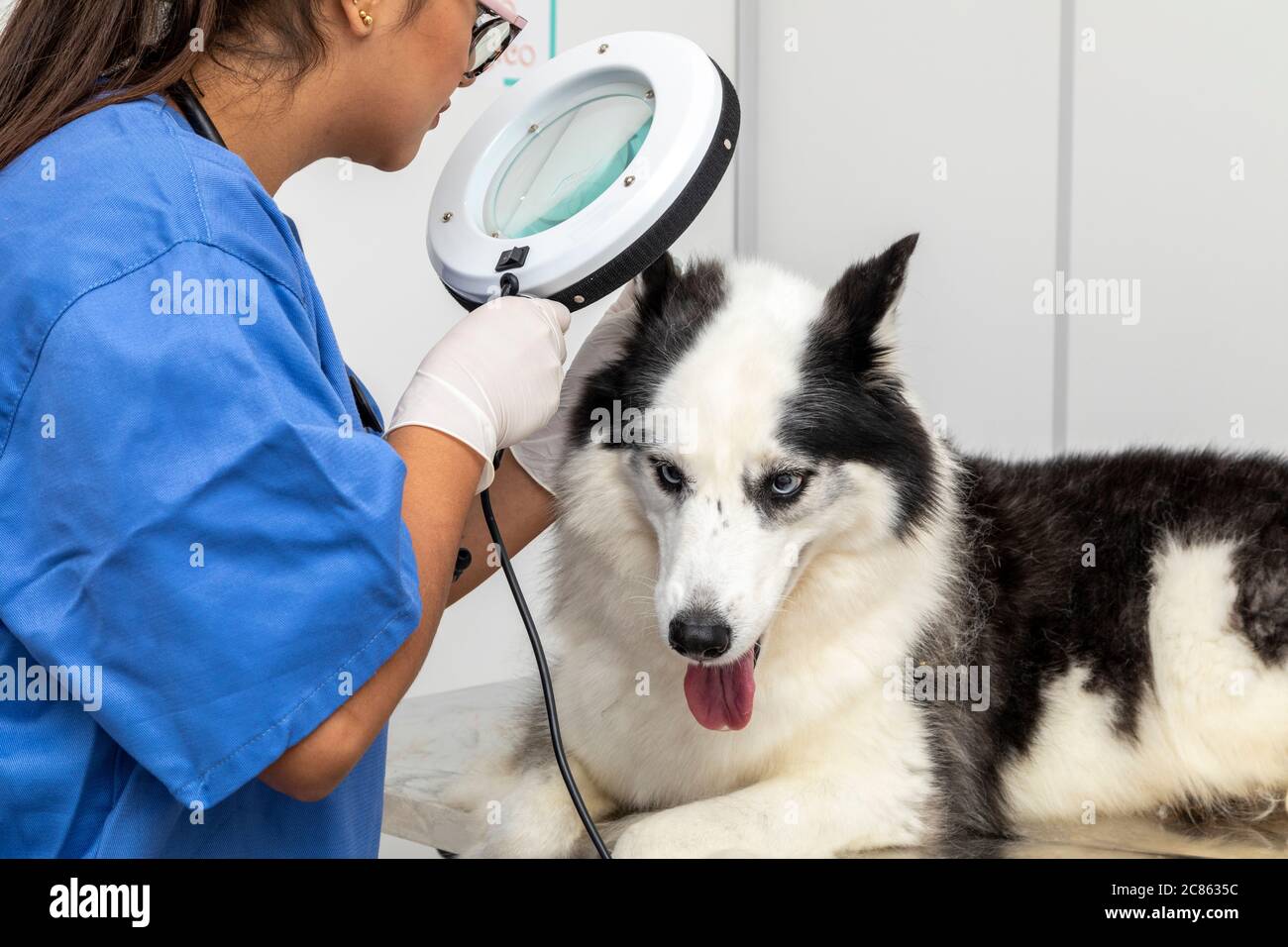 Veterinarian examine dog in pet hi-res stock photography and images - Alamy