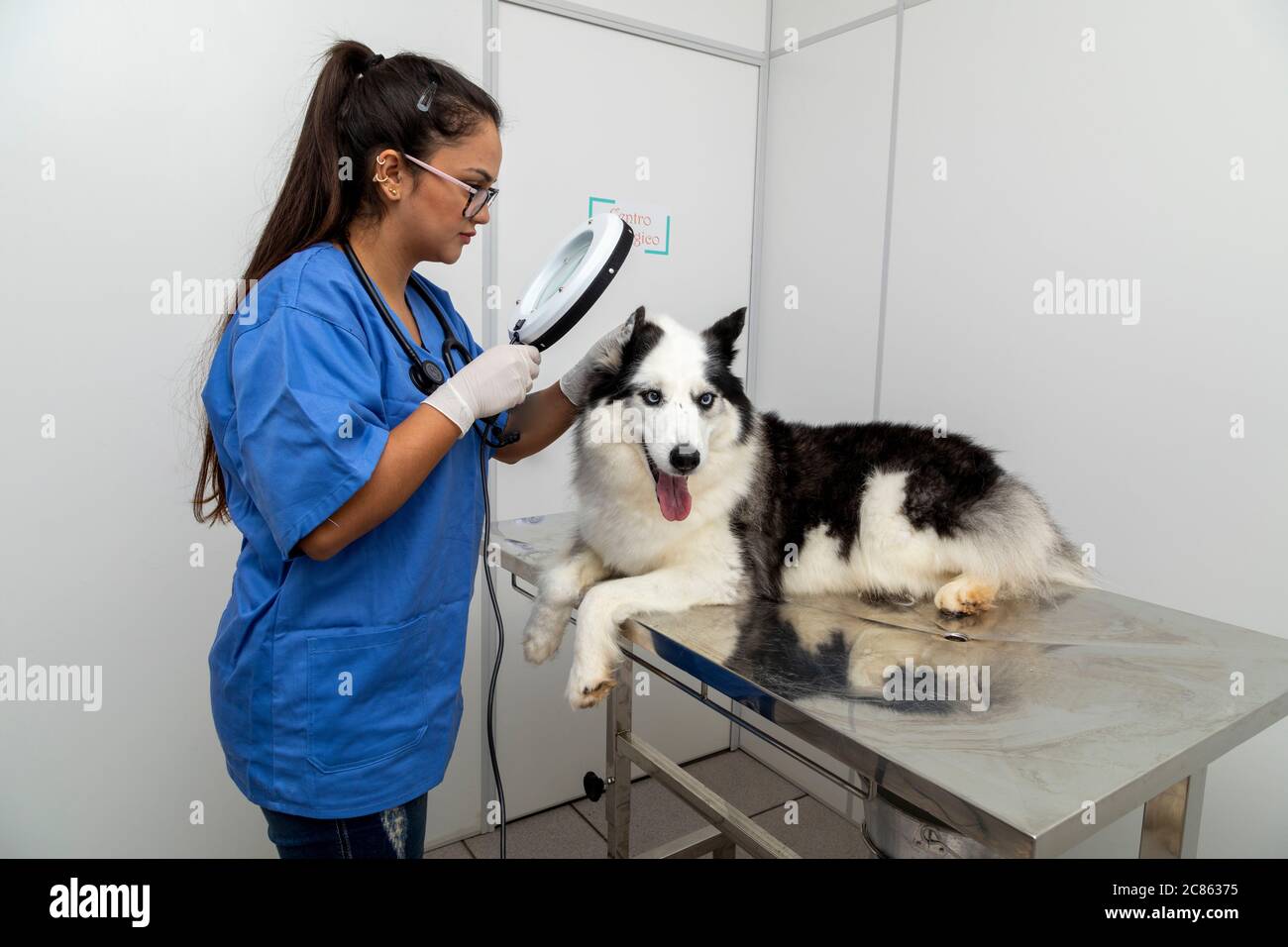 Veterinarian examine dog in pet hi-res stock photography and images - Alamy
