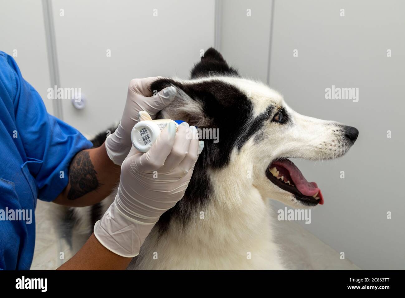 Veterinarian applying medicine to dog's ear Stock Photo - Alamy