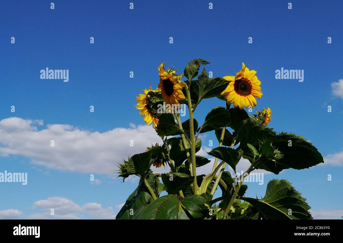 Sunflowers blue sky hi-res stock photography and images - Alamy