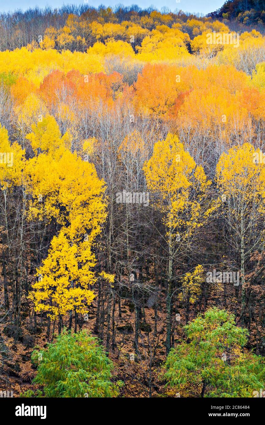 Autumn landscape photography. Colorful forest background. Ankara, Cubuk ...