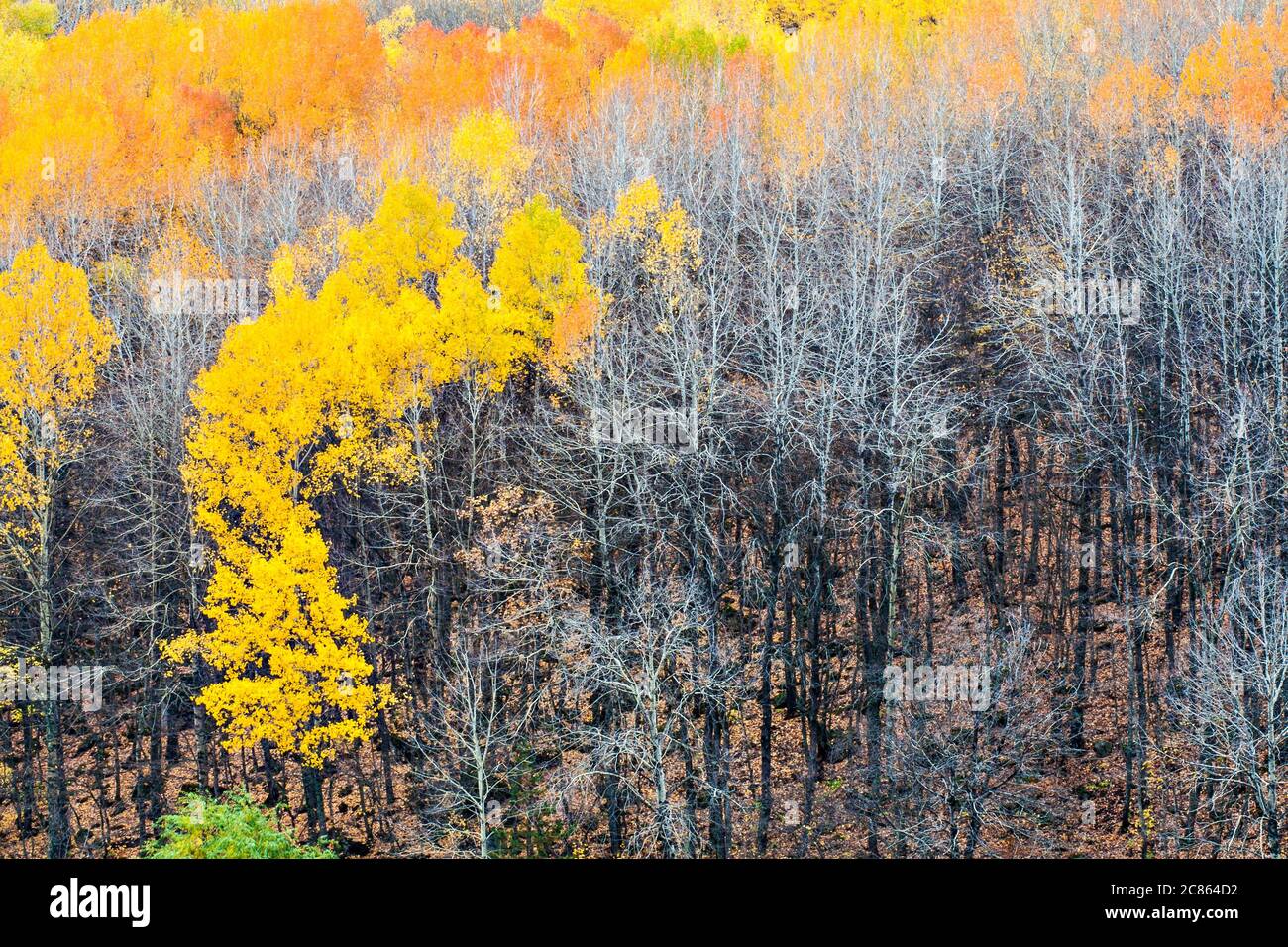 Autumn landscape photography. Colorful forest background. Ankara, Cubuk ...