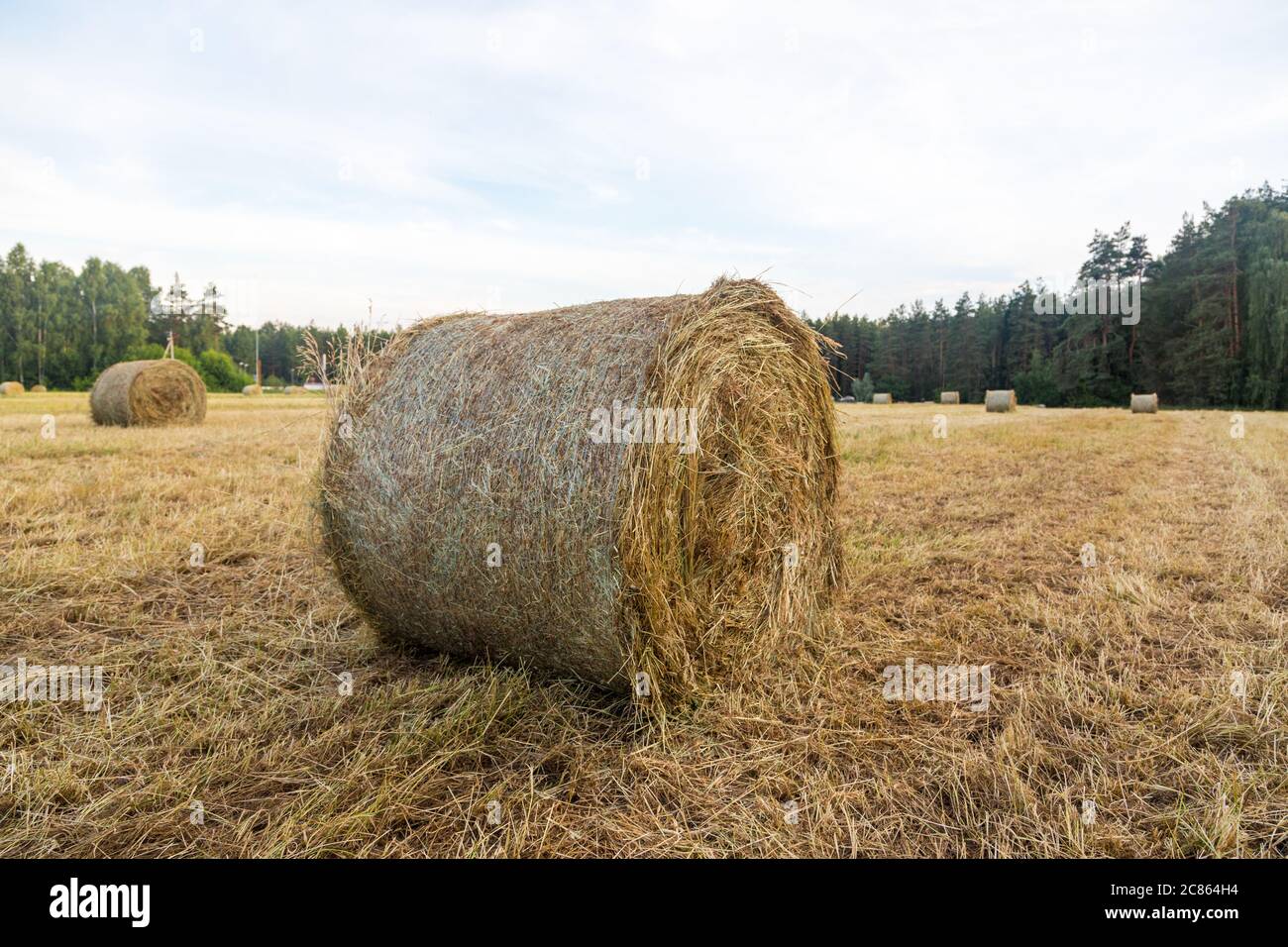 Haystacks in the field. Straw bales. Harvesting. Harvesting feed for ...