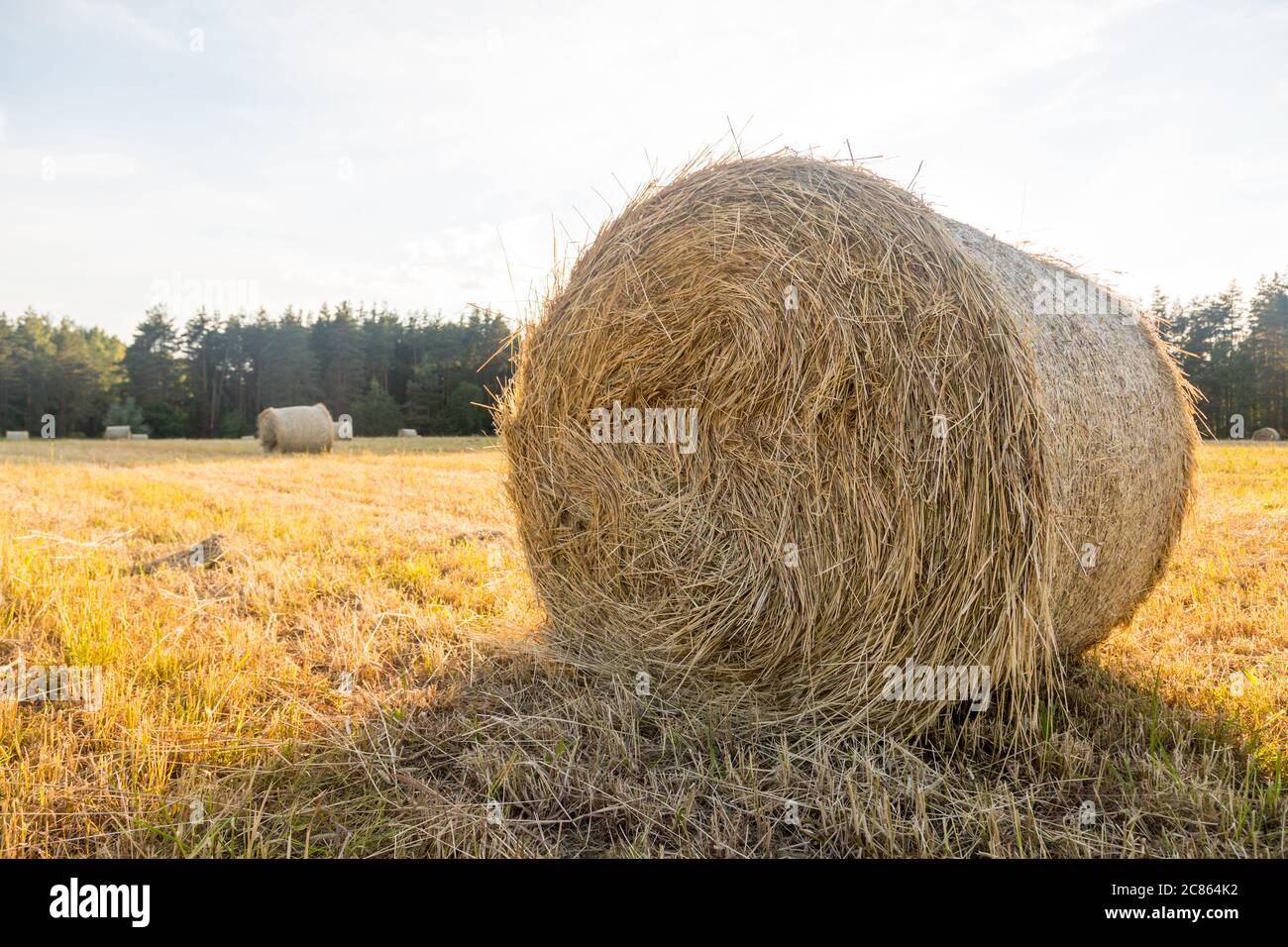 Haystacks in the field. Straw bales. Harvesting. Harvesting feed for ...