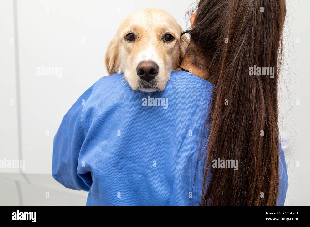 Veterinary doctor hugging a cute dog Stock Photo - Alamy