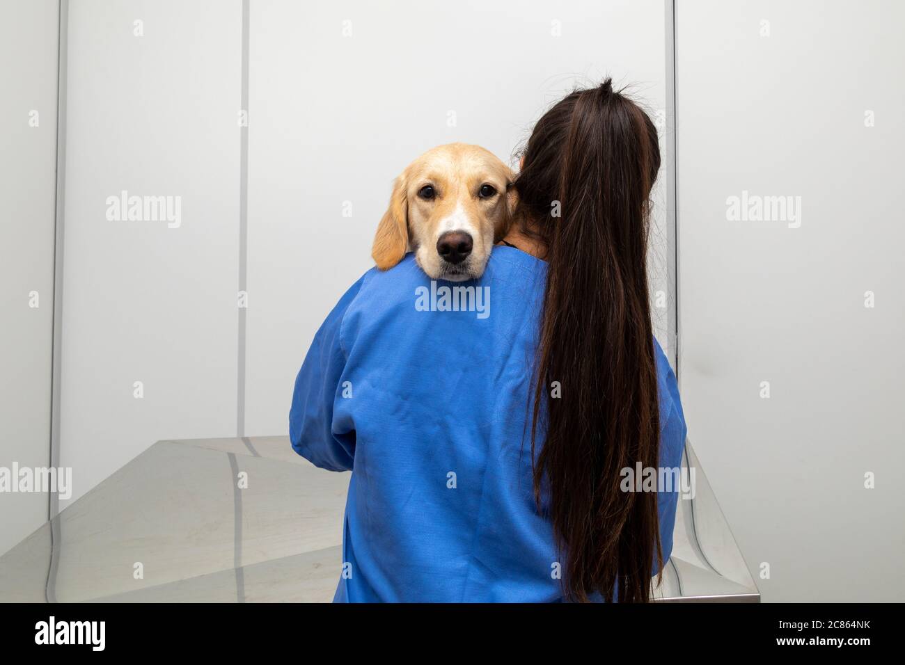 Veterinary doctor hugging a cute dog Stock Photo - Alamy