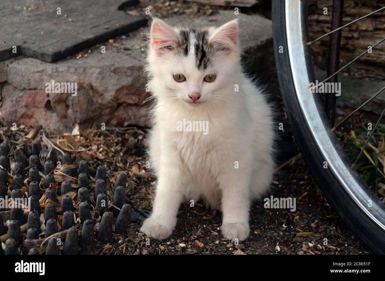 White cat beautiful young fur domestic animals Stock Photo - Alamy