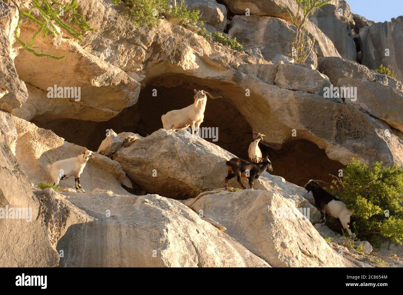 Texas wild goats hi-res stock photography and images - Alamy