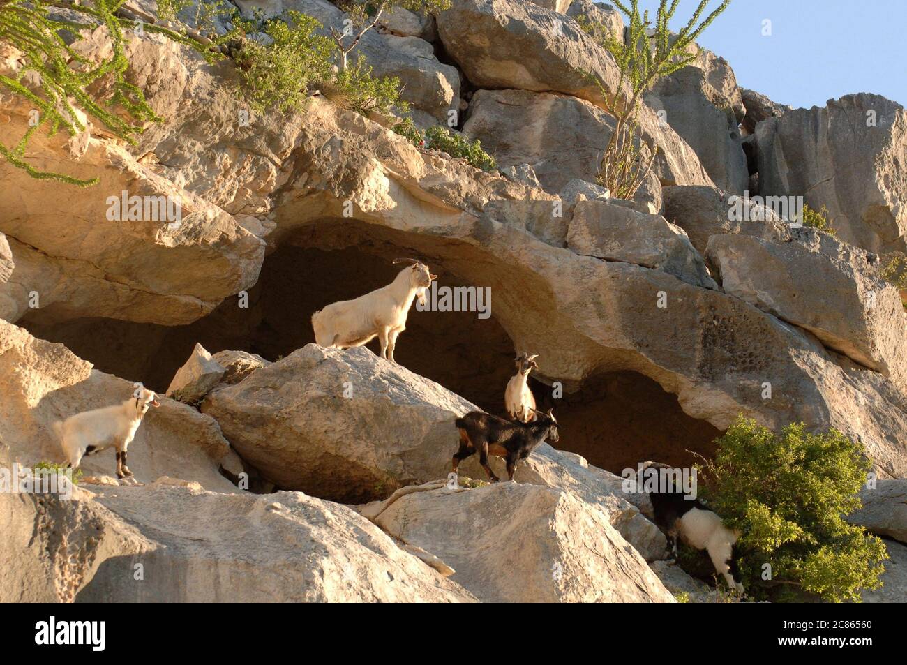 Texas wild goats hi-res stock photography and images - Alamy
