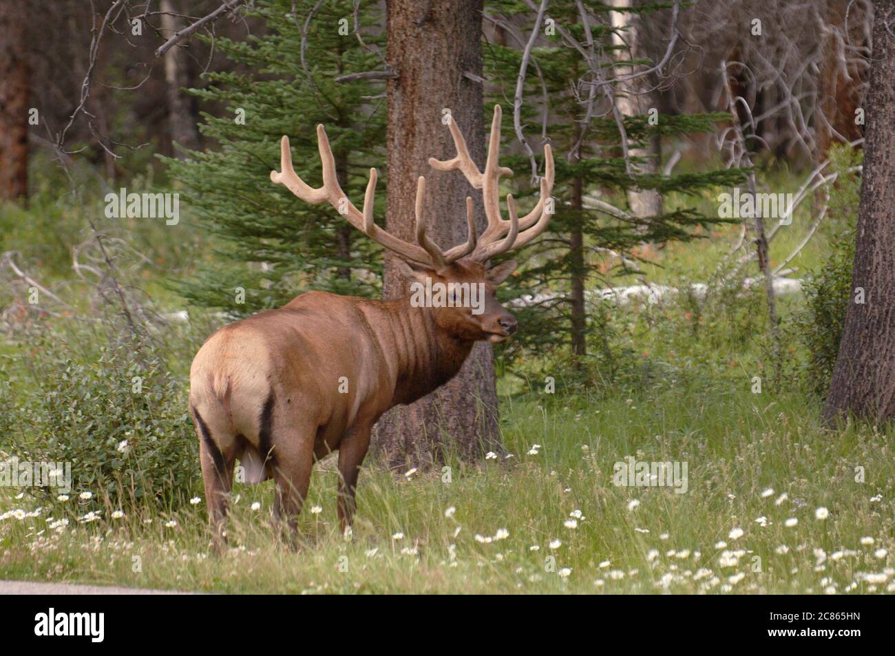 Banff National Park, Alberta Canada, August 2005: Mature elk spotted ...